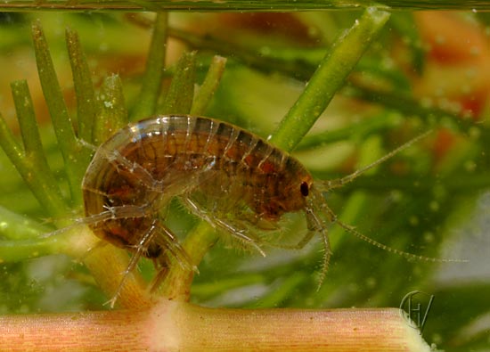 Vlokreeftje - microcosmos.nl